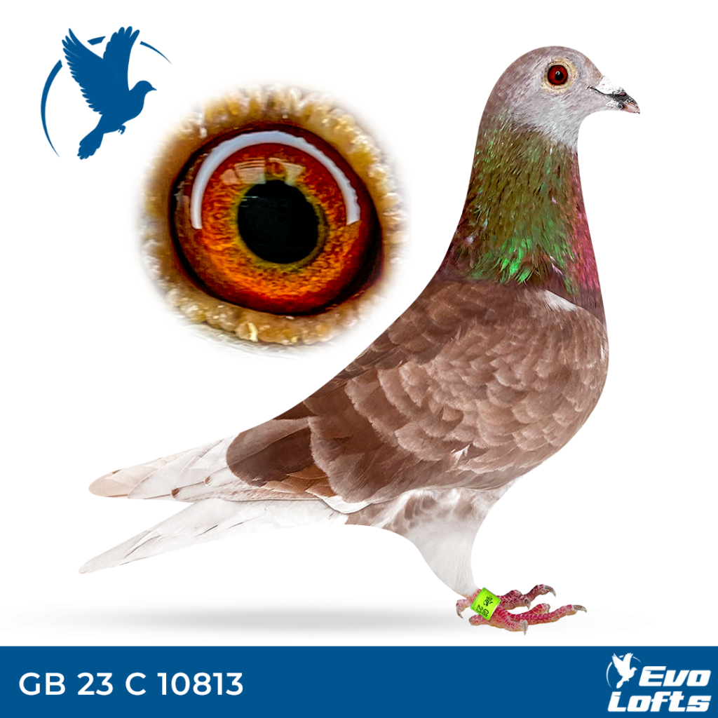 For Sale - Evo Lofts