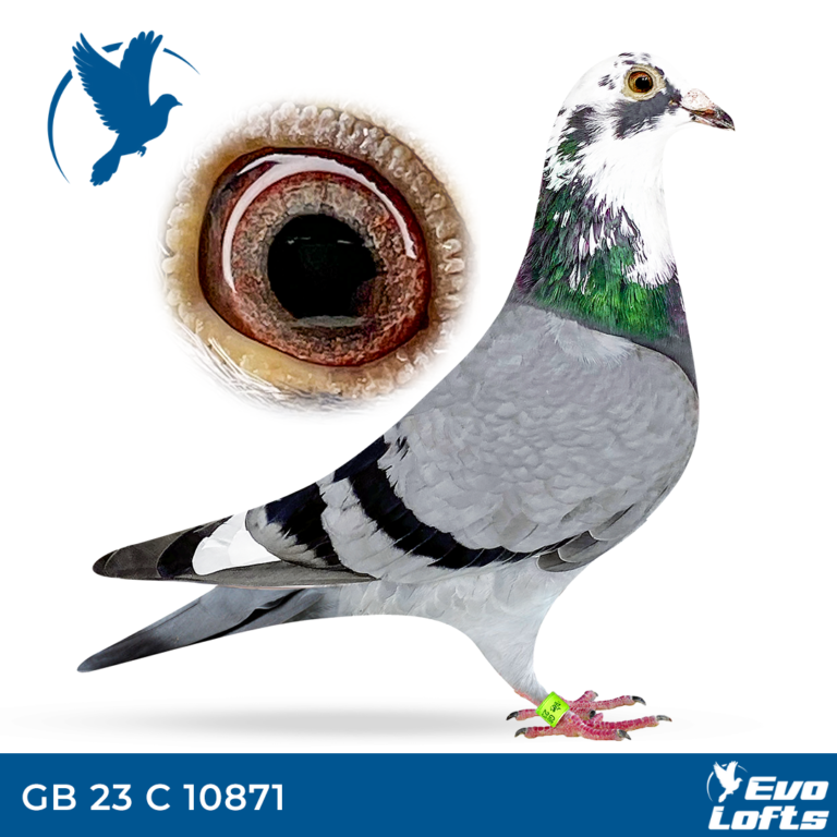 For Sale - Evo Lofts